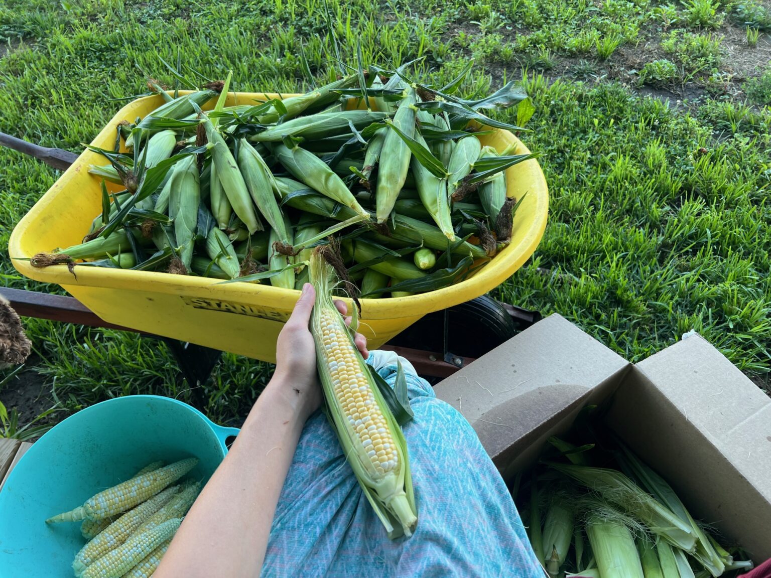 How to Freeze Corn - Blanching & Freezing Sweet Corn - Small Town Scratch